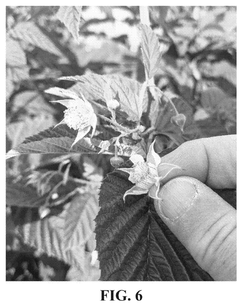 Interesting Patents | Introducing Finnberry: A New Red Raspberry ...