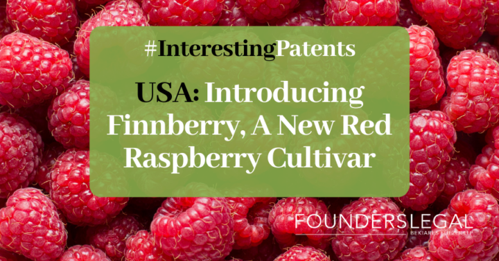 Interesting Patents | Introducing Finnberry: A New Red Raspberry ...